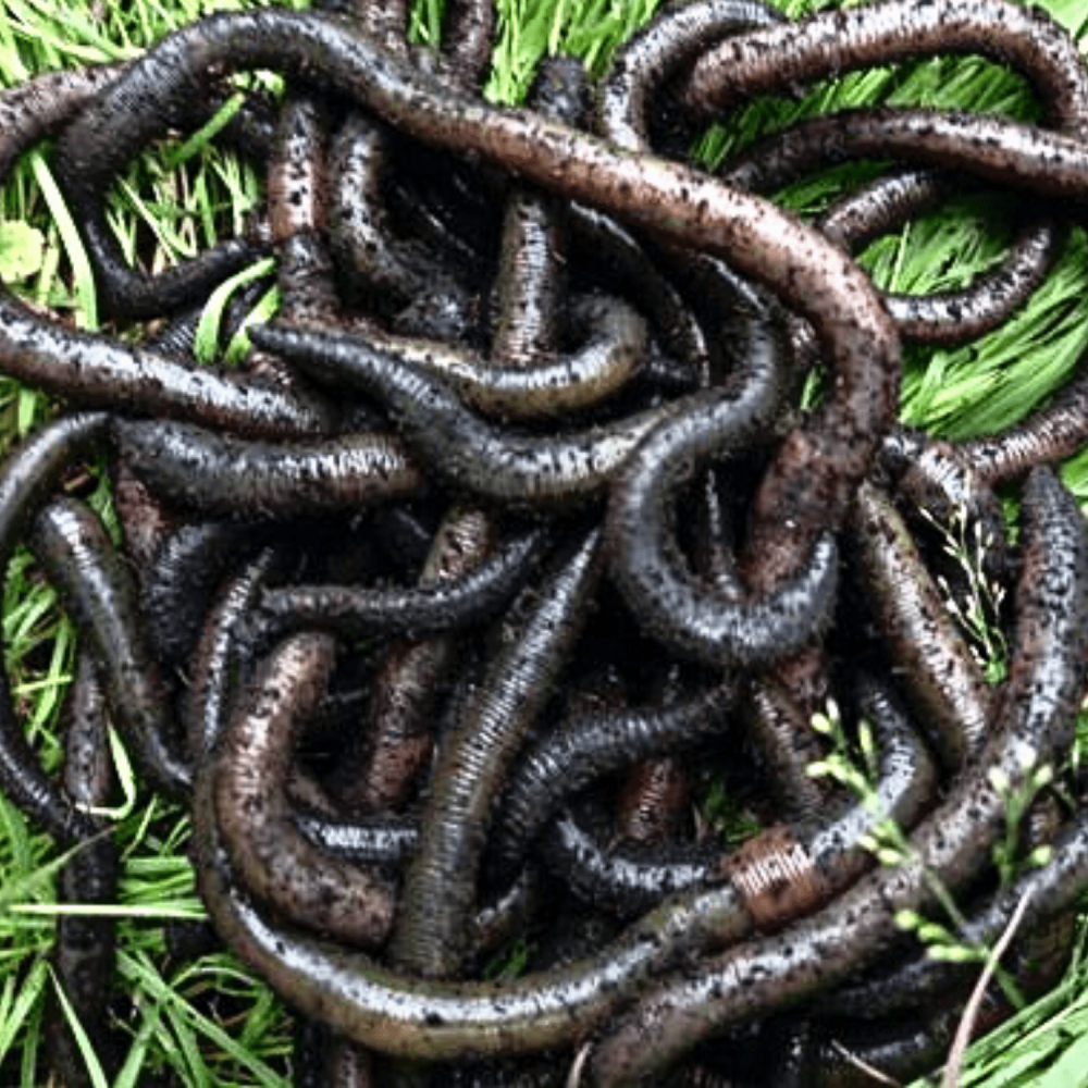 Râme Negre - Mari (Black Earthworms - Big Size) - MOM002