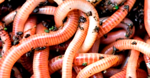 Râme roșii - Mari (Red Earthworms - Big Size) - MOM004